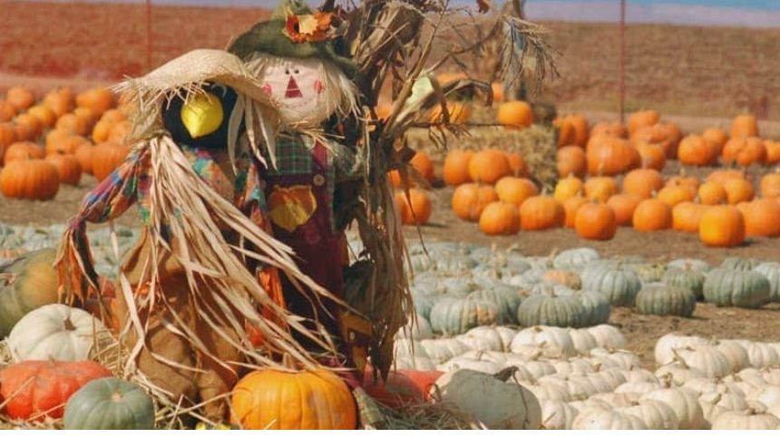 Pumpkin Patch Trip to Jeter Farm - Roanoke College